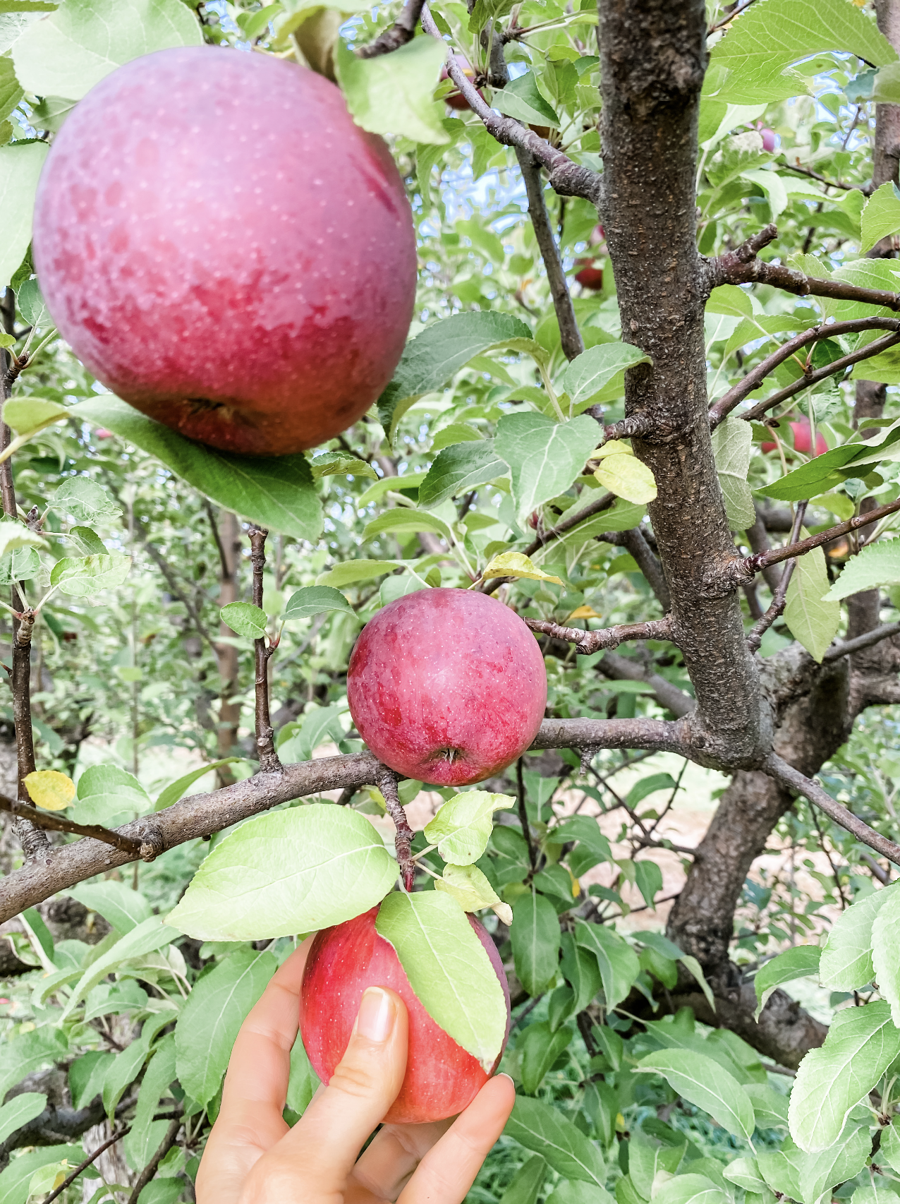 Apple Picking – All you need to know | HEALTHYNESS WORLDWIDE
